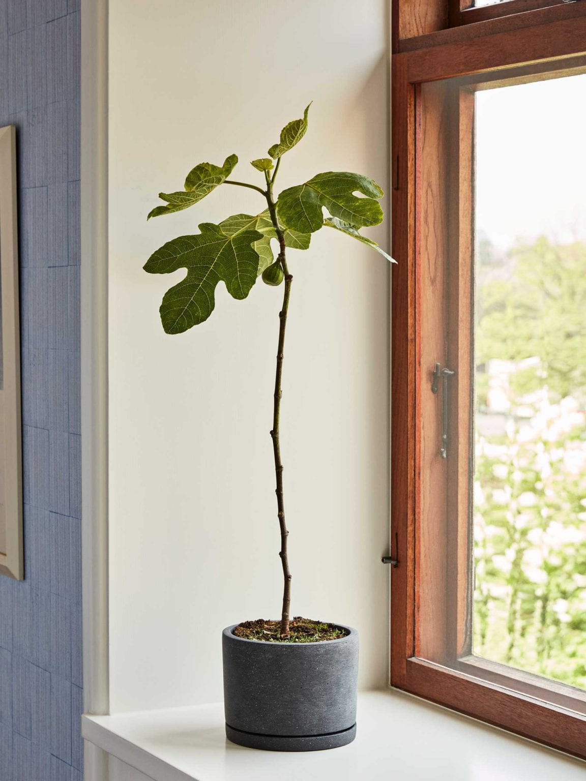 Create A City Oasis - Style&Minimalism